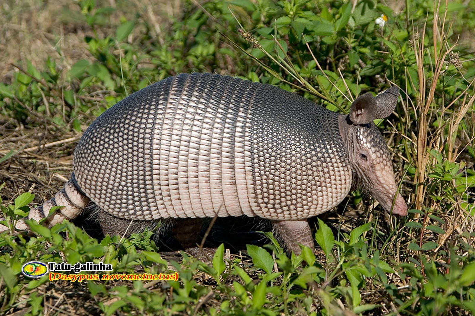 Zoologia: Tatu-galinha (Dasypus novemcinctus)
